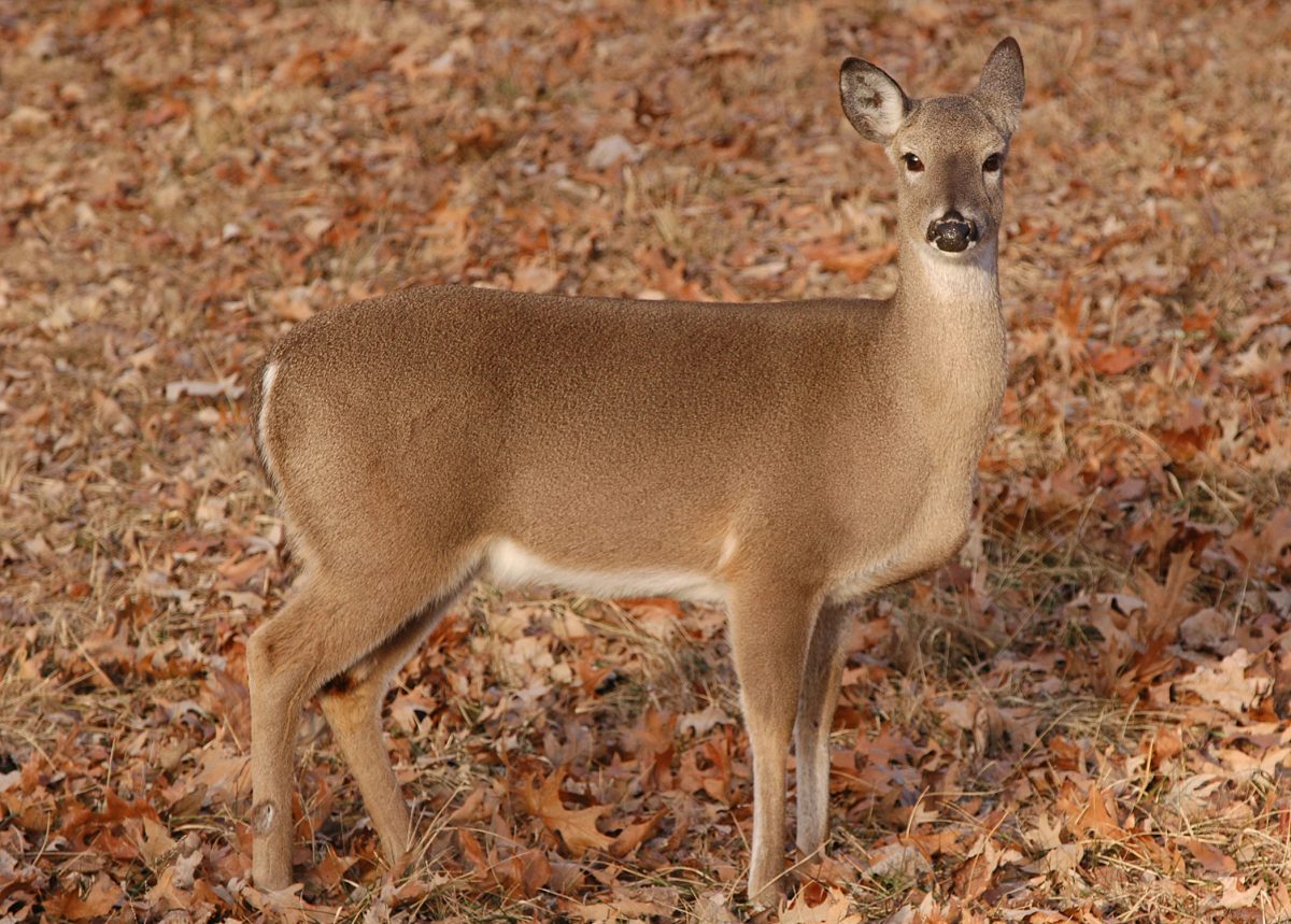 Conservation Advisory Board amends regulations for dog deer hunting ...